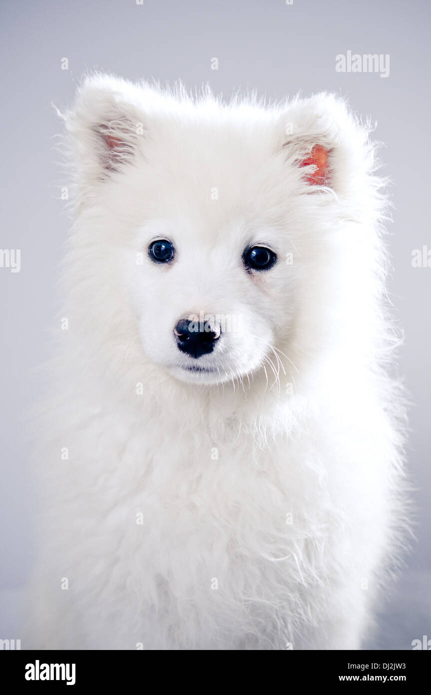 Samoyed Portrait High Resolution Stock Photography and Images - Alamy
