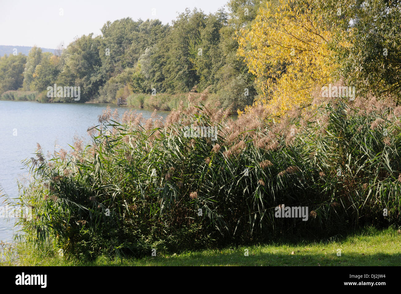 Common reed phragmites australis schilfrohr hi-res stock photography ...