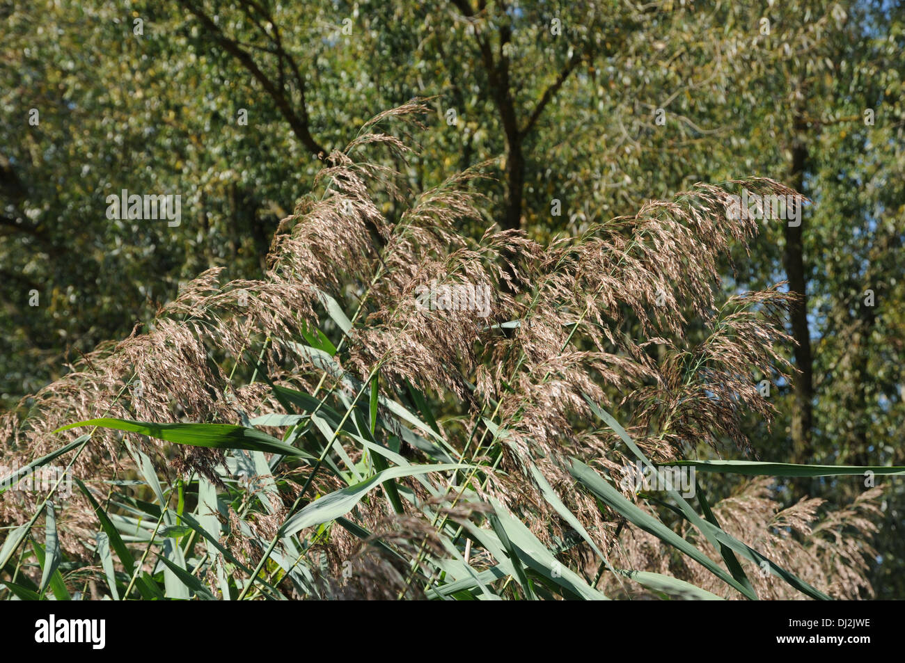 Common reed phragmites australis schilfrohr hi-res stock photography ...