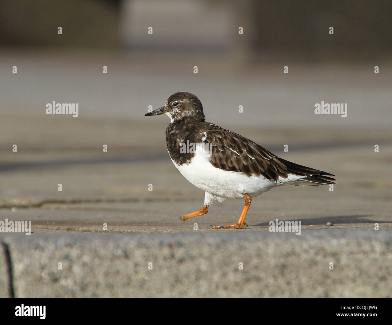 Turnstone bird with missing foot Stock Photo - Alamy