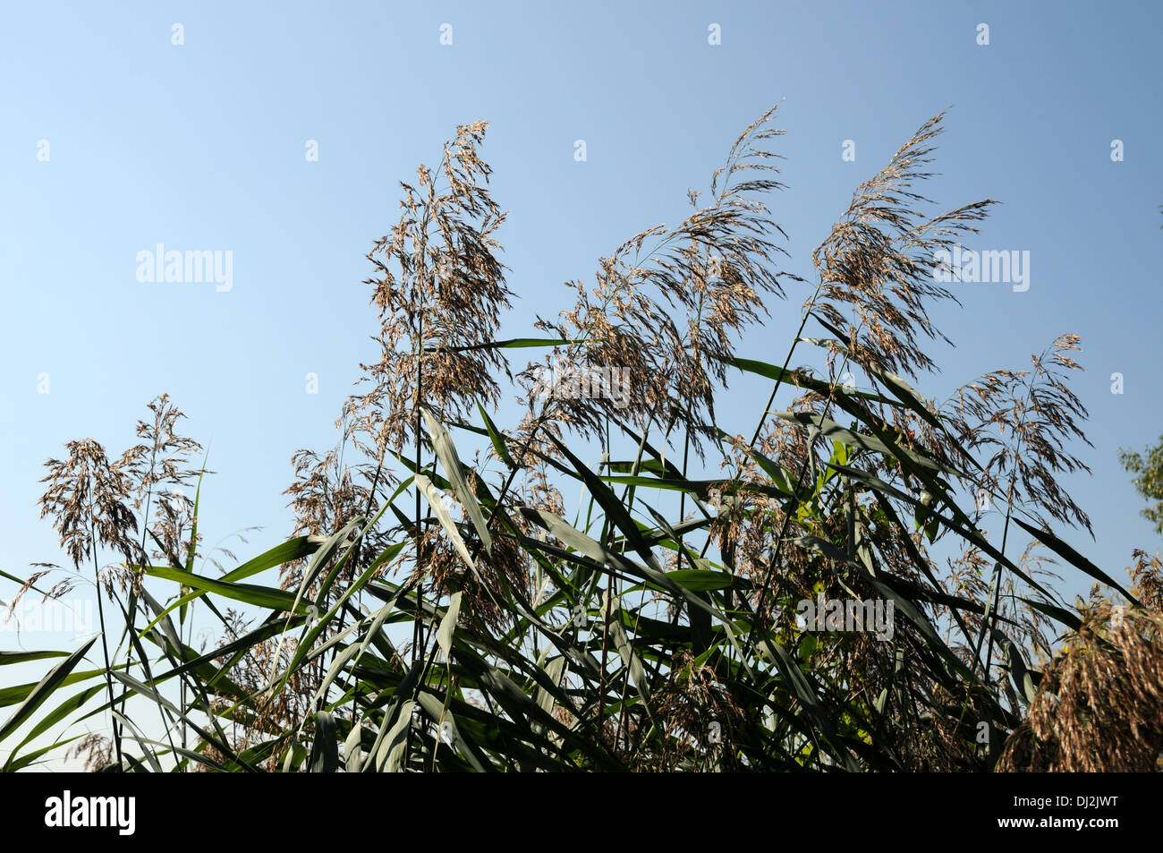 Common p hi-res stock photography and images - Alamy