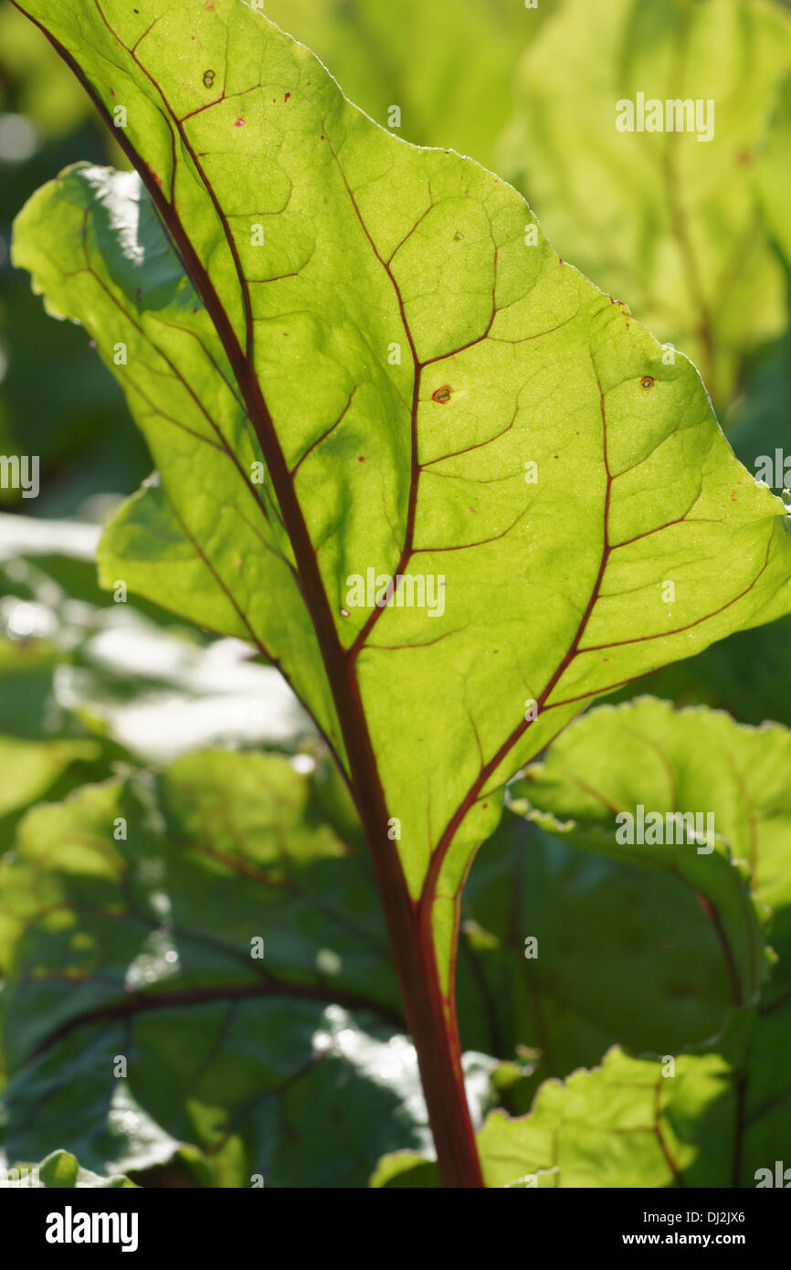 Beet rote beete hi-res stock photography and images - Alamy