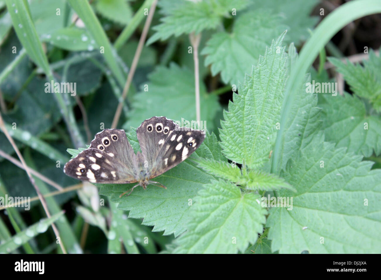 Nettles butterfly hi-res stock photography and images - Alamy