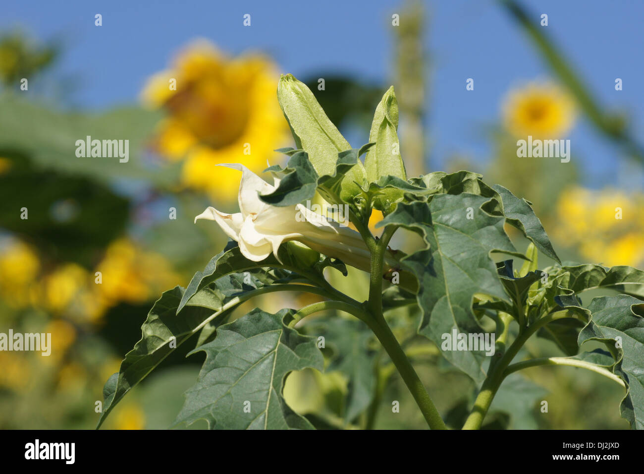 Thornapple hi-res stock photography and images - Alamy