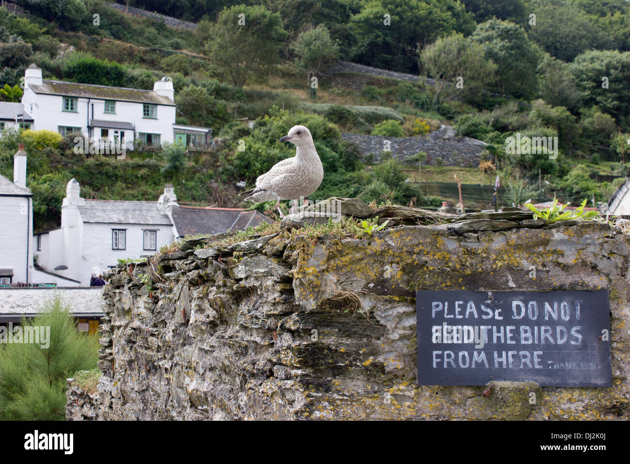 Polperro museum hi-res stock photography and images - Alamy