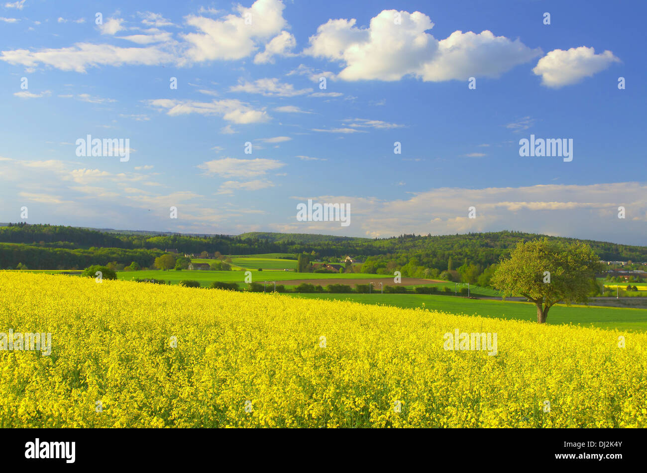 fields in southern germany Stock Photo - Alamy