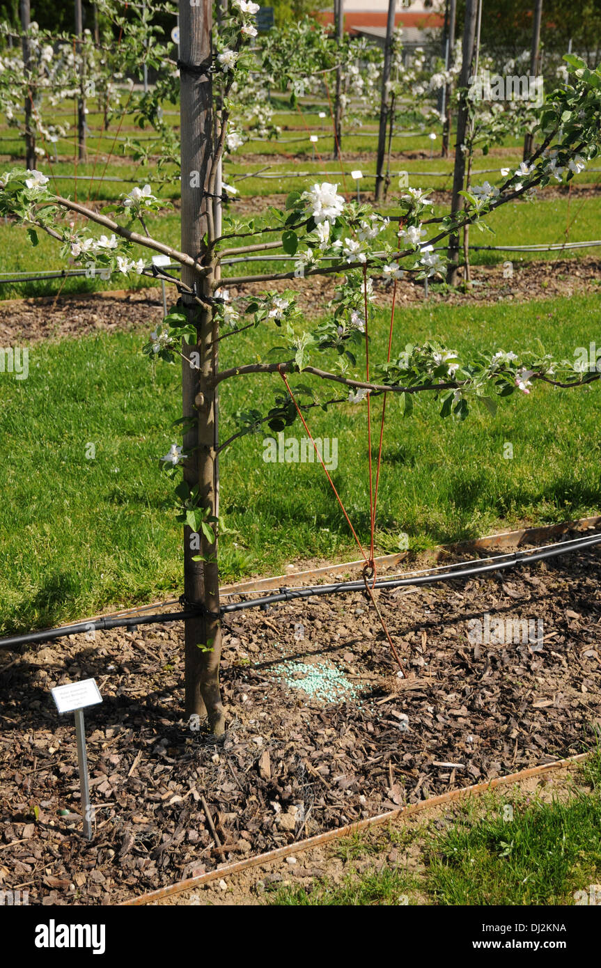 Pruning apple trees hi-res stock photography and images - Alamy