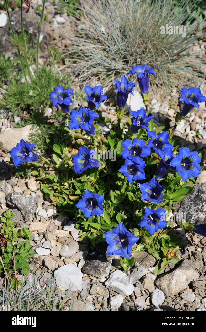 Gentiana dinaria hi-res stock photography and images - Alamy
