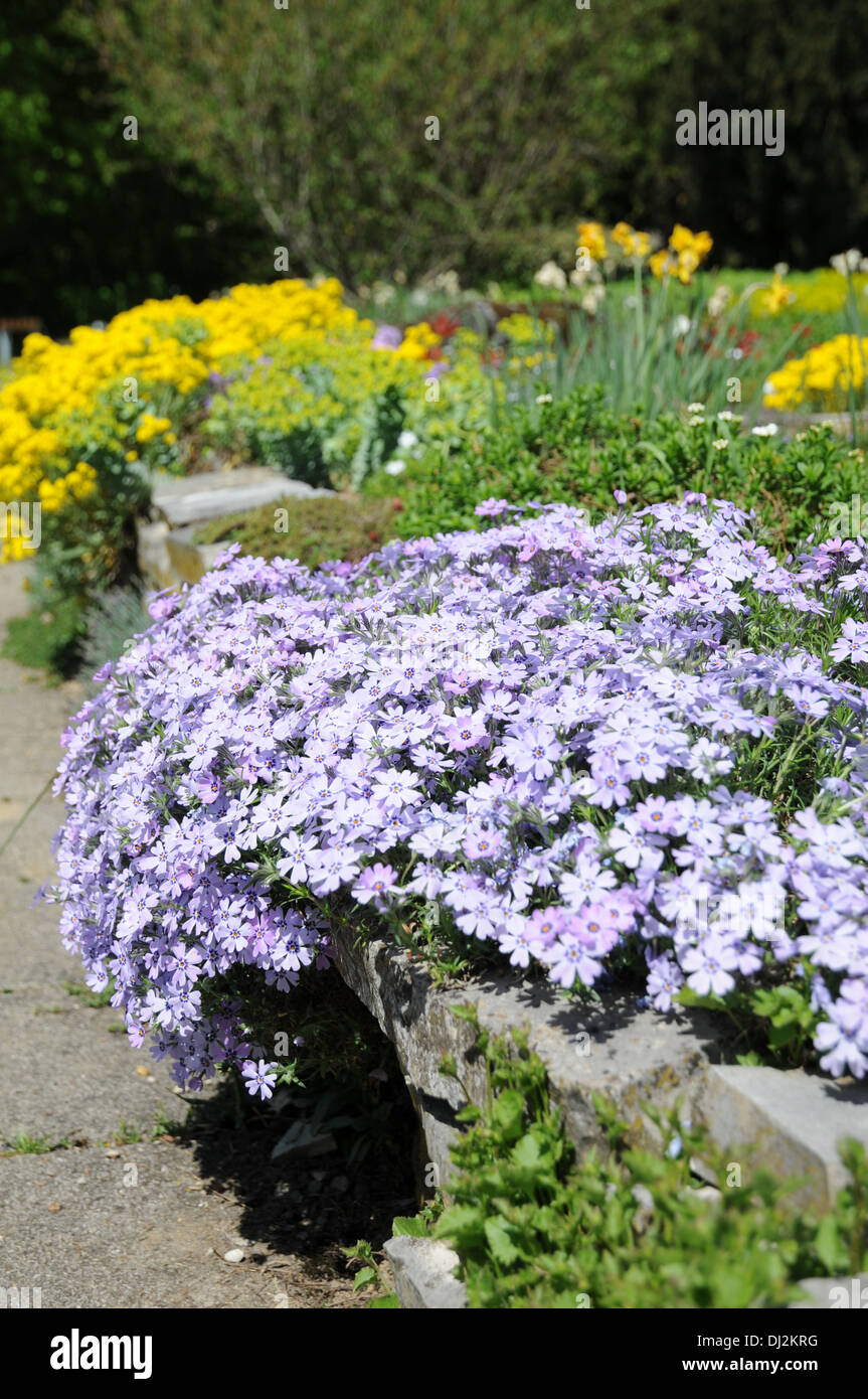 Alpine Phlox High Resolution Stock Photography and Images - Alamy