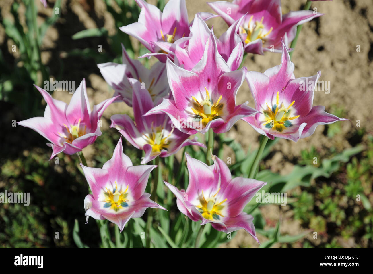 Tulip Maytime High Resolution Stock Photography and Images - Alamy