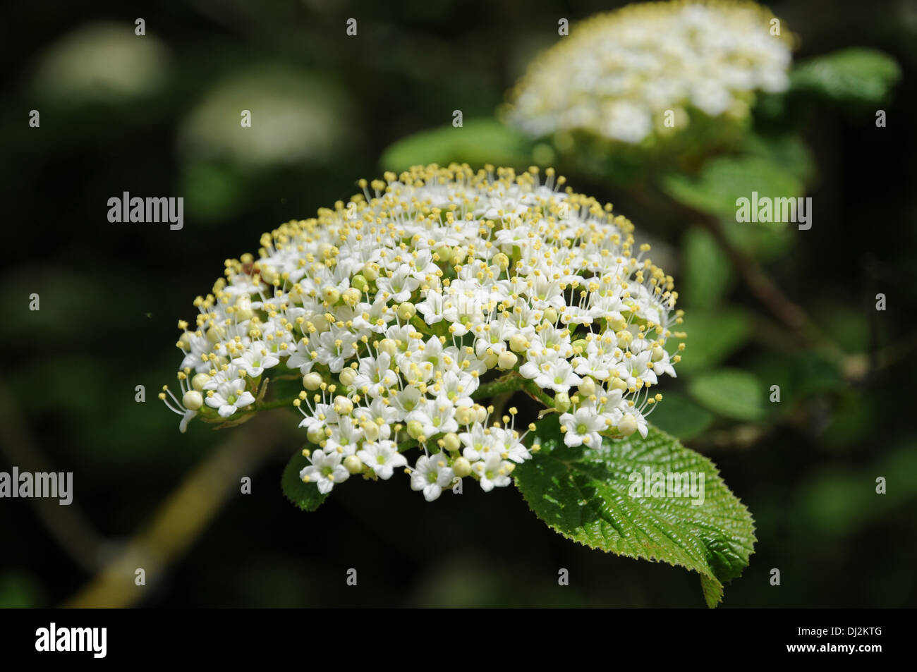 Wayfaring trees hi-res stock photography and images - Alamy