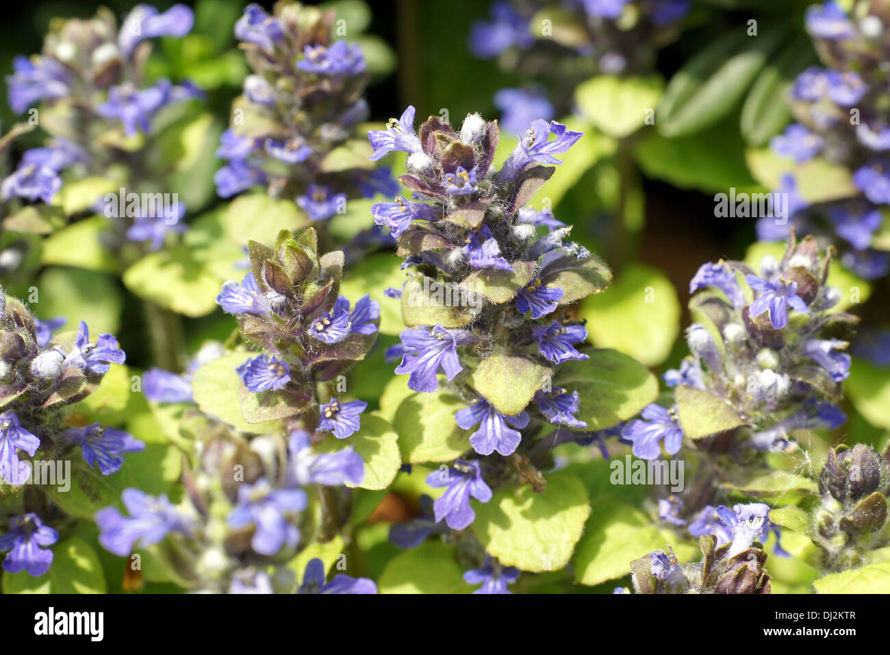Bugle Flowers High Resolution Stock Photography and Images - Alamy