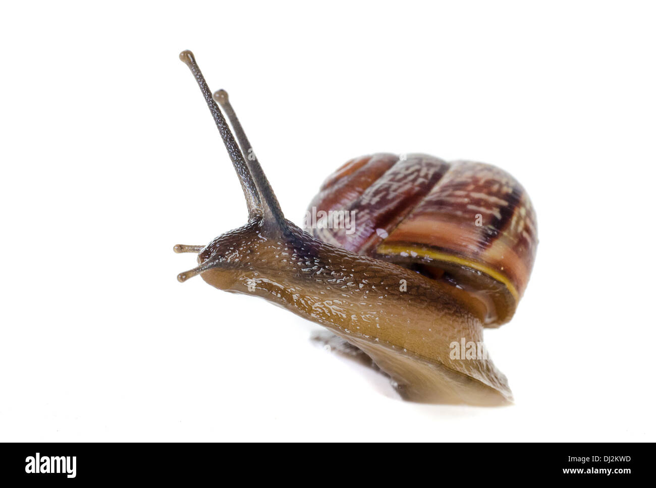 Moving close up cute Cut Out Stock Images & Pictures - Alamy