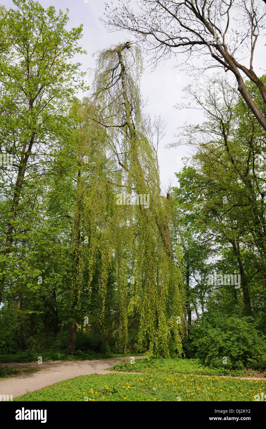 Weeping beech tree hi-res stock photography and images - Alamy