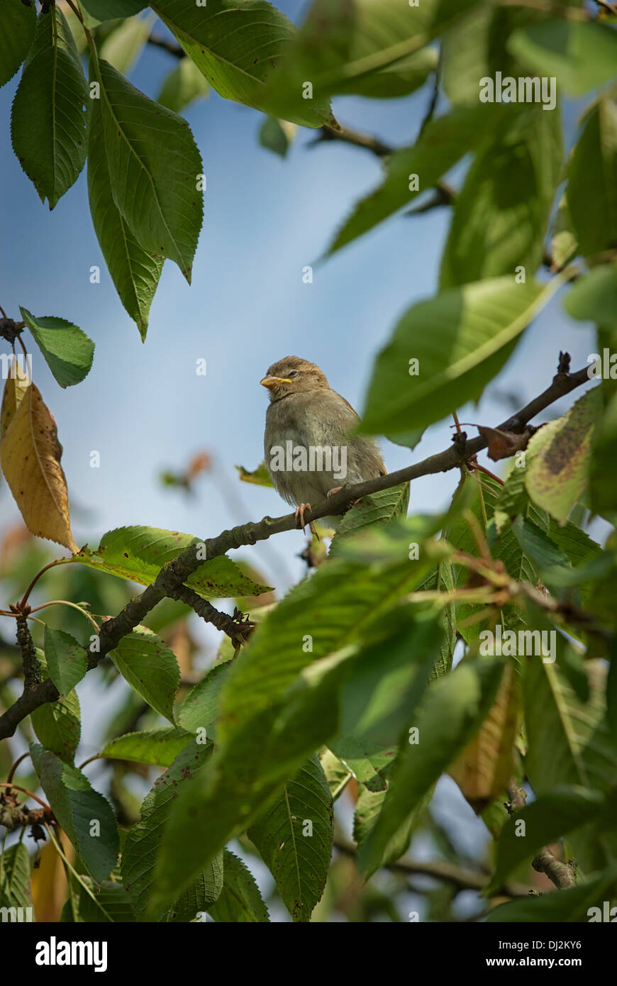 Little bird in a cherry tree Stock Photo - Alamy