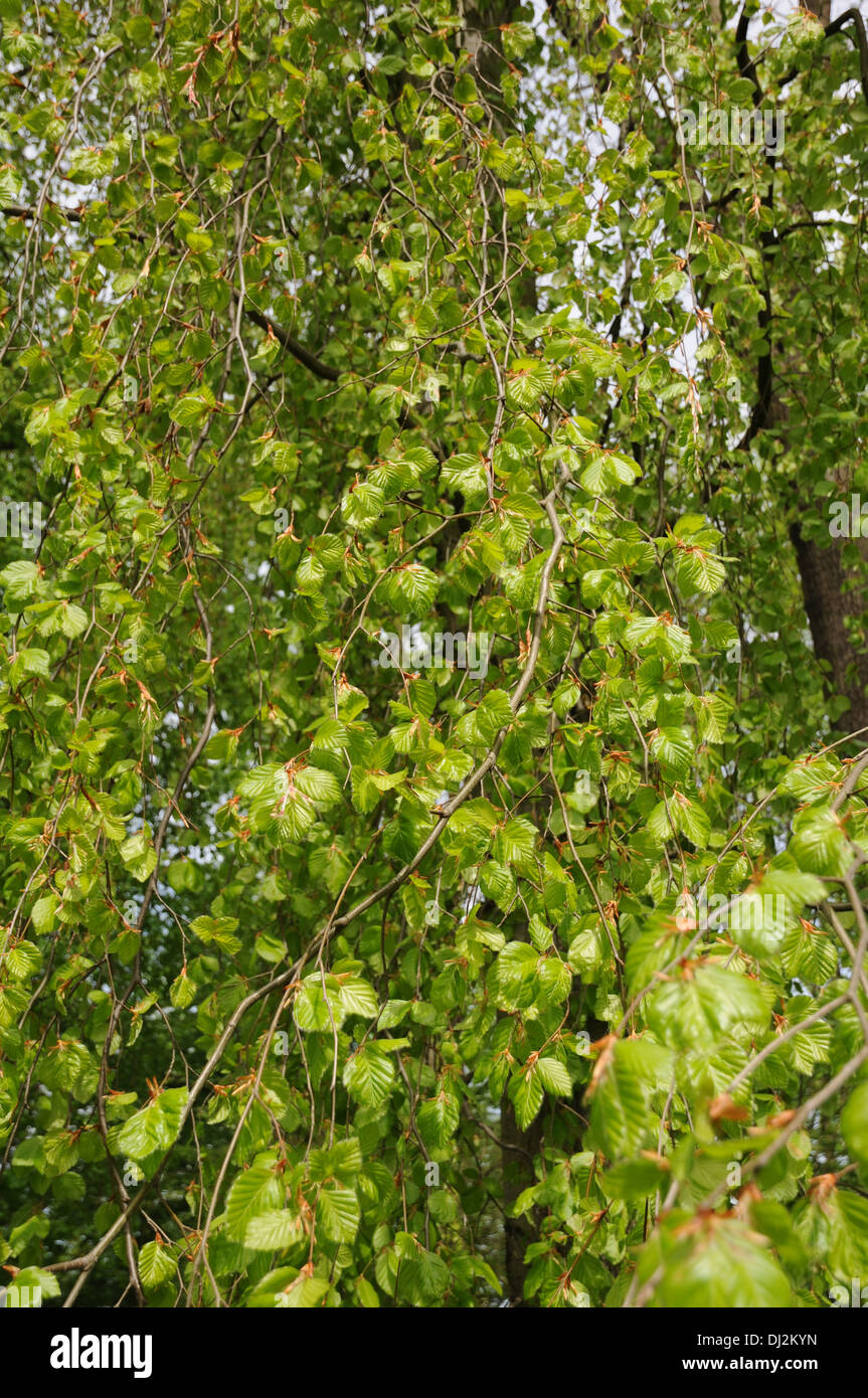 Weeping beeches hi-res stock photography and images - Alamy