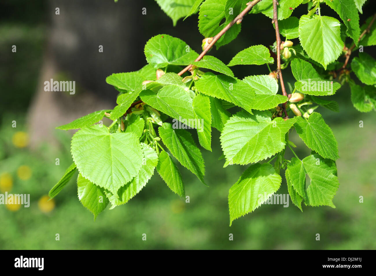 Smallleaved hi-res stock photography and images - Alamy
