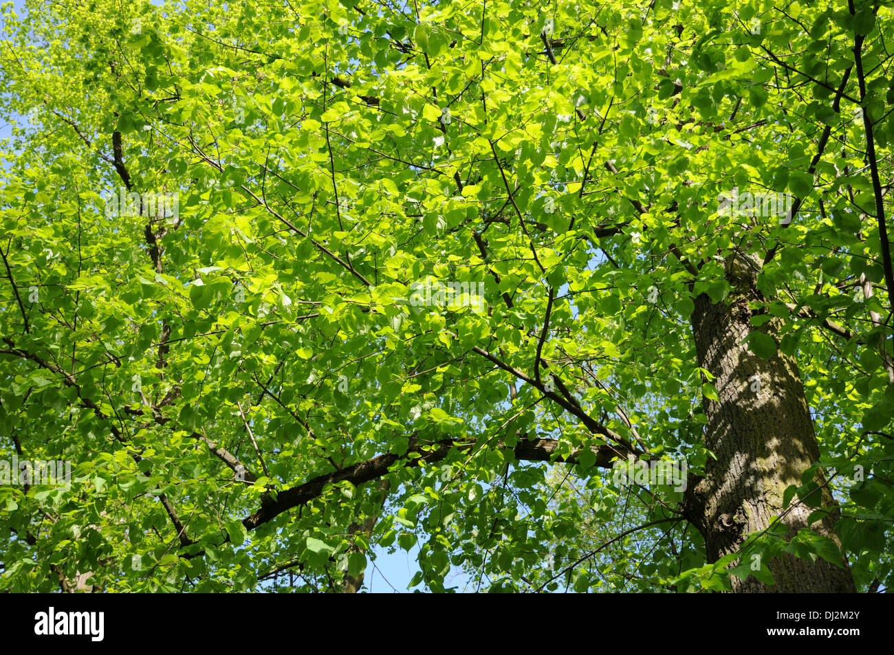 Largeleaved lime hi-res stock photography and images - Alamy