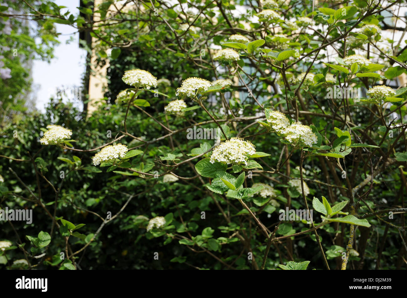 Viburnum Lantana Stock Photos & Viburnum Lantana Stock Images - Alamy