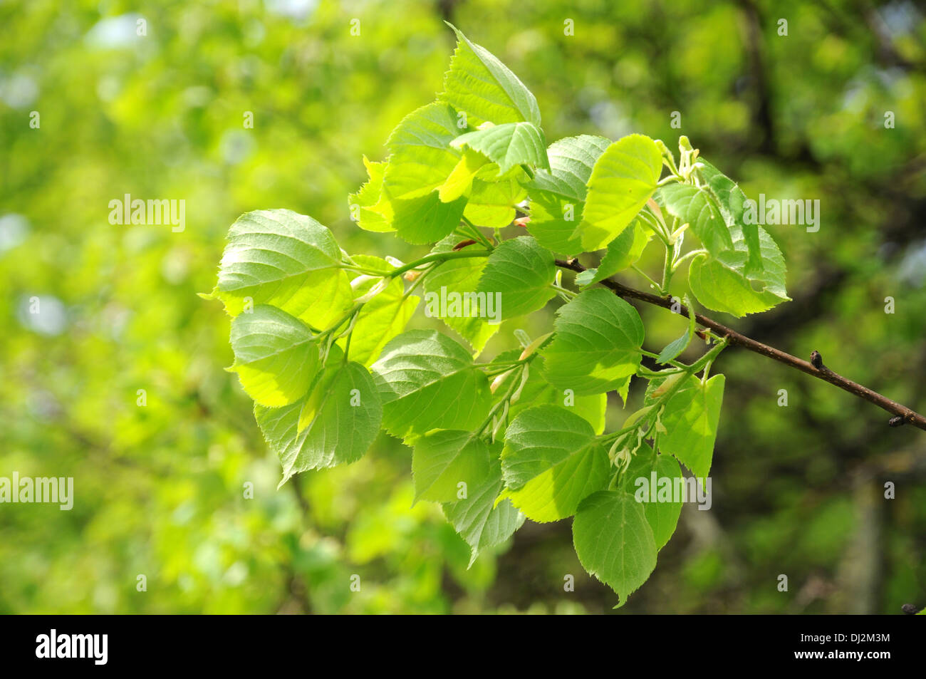 Smallleaved hi-res stock photography and images - Alamy