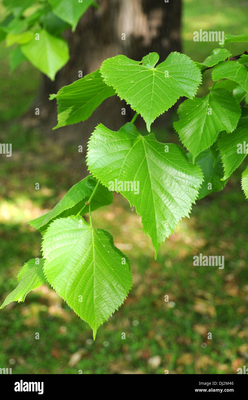 Common lime trees hi-res stock photography and images - Alamy