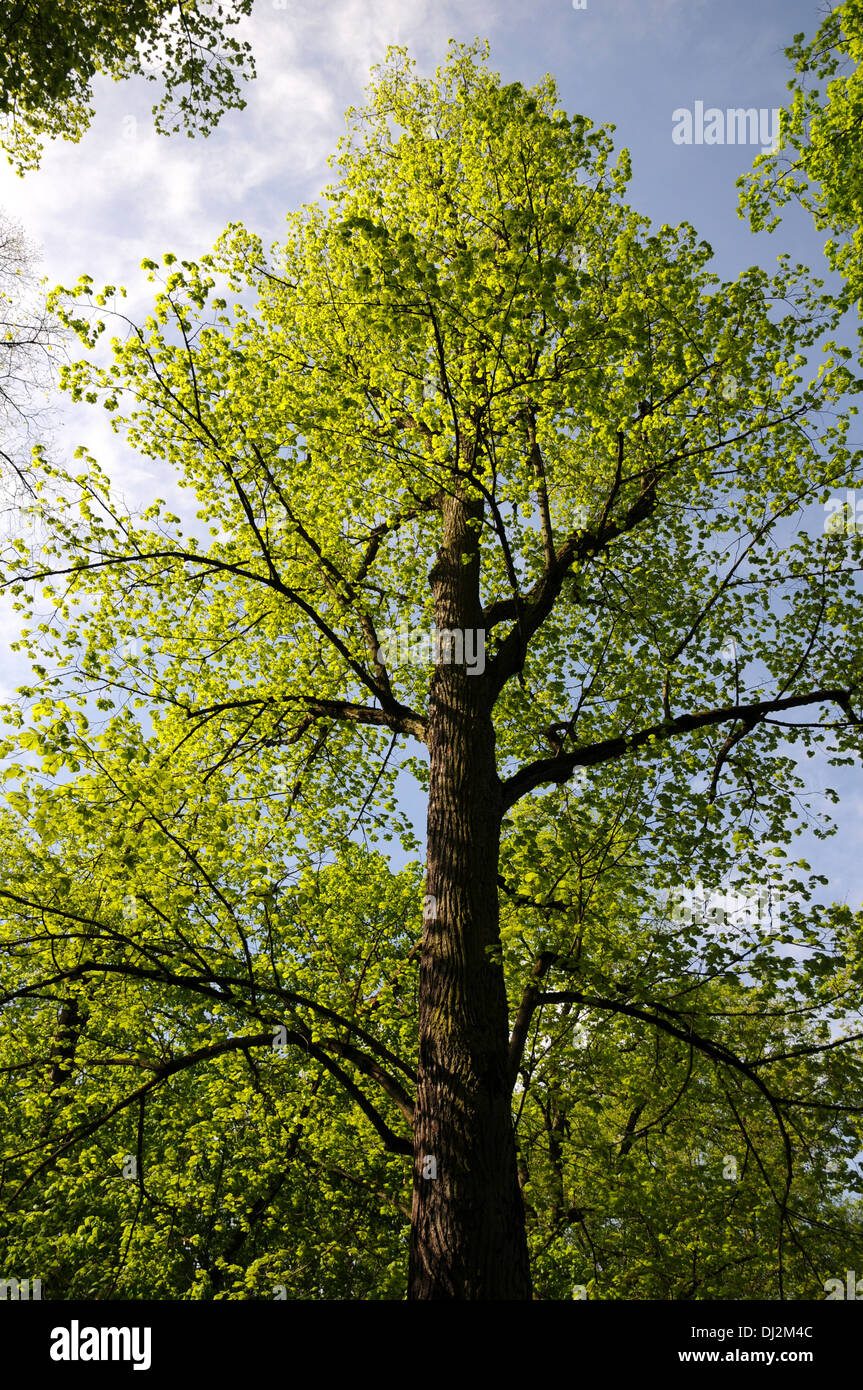 Largeleaved lime hi-res stock photography and images - Alamy