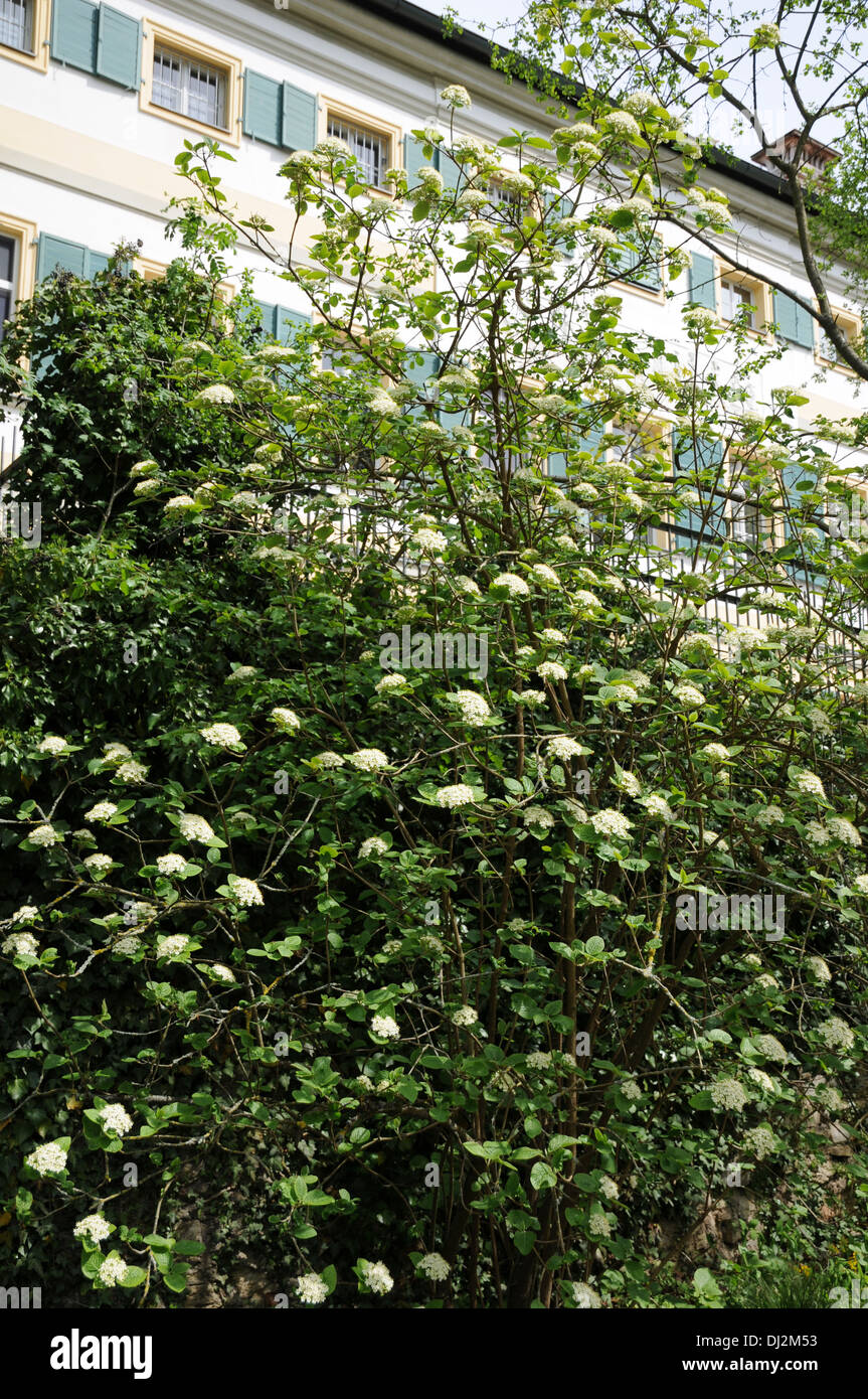 Lantana blüten hi-res stock photography and images - Alamy