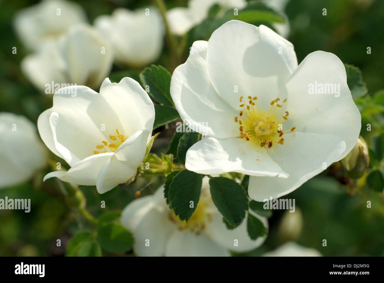 Bibernellrose hi-res stock photography and images - Alamy