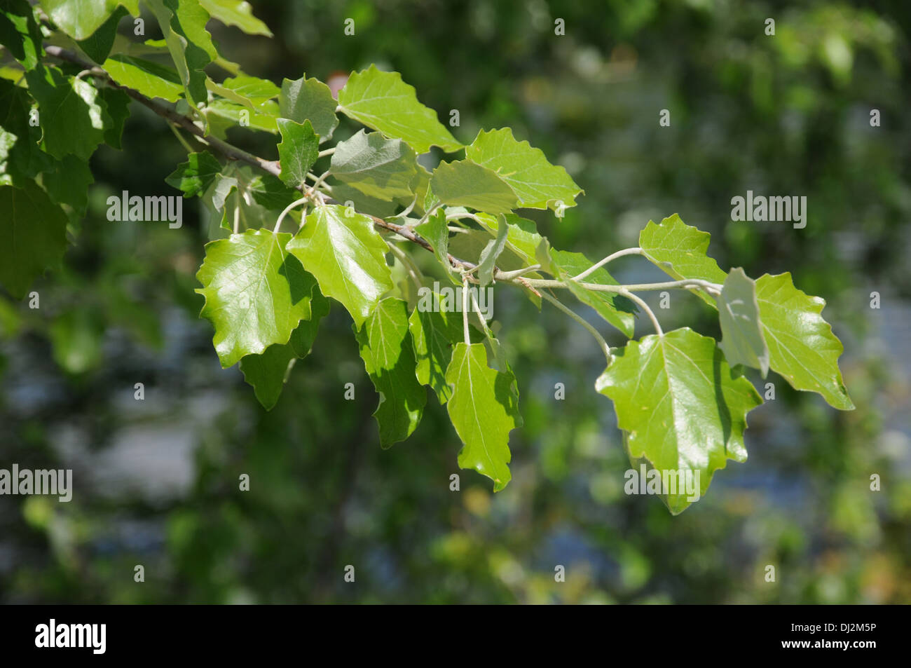 Silver leaf poplar hi-res stock photography and images - Alamy