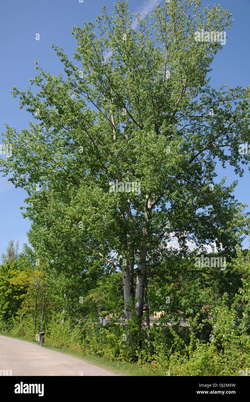 Silver pappel hi-res stock photography and images - Alamy