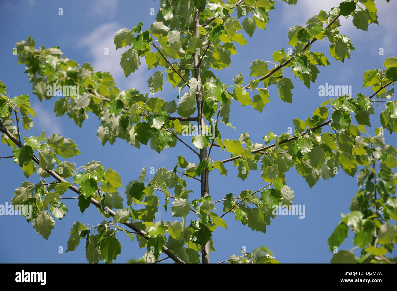 Silver pappel hi-res stock photography and images - Alamy