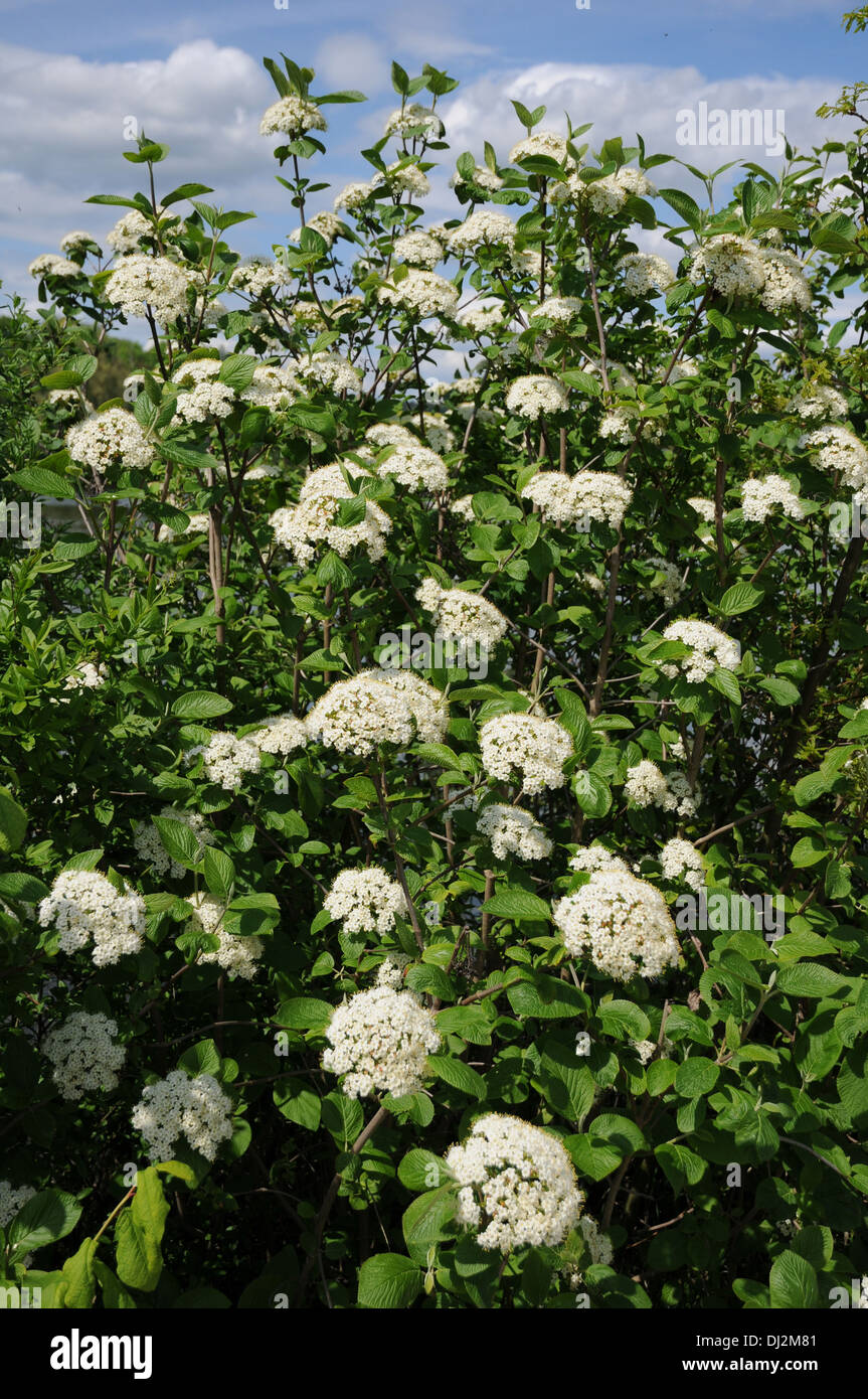 Viburnum lantana hi-res stock photography and images - Alamy