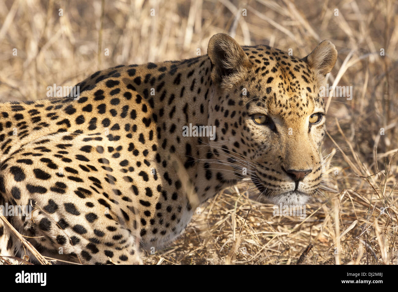 Südafrikanischer nationalpark hi-res stock photography and images - Alamy