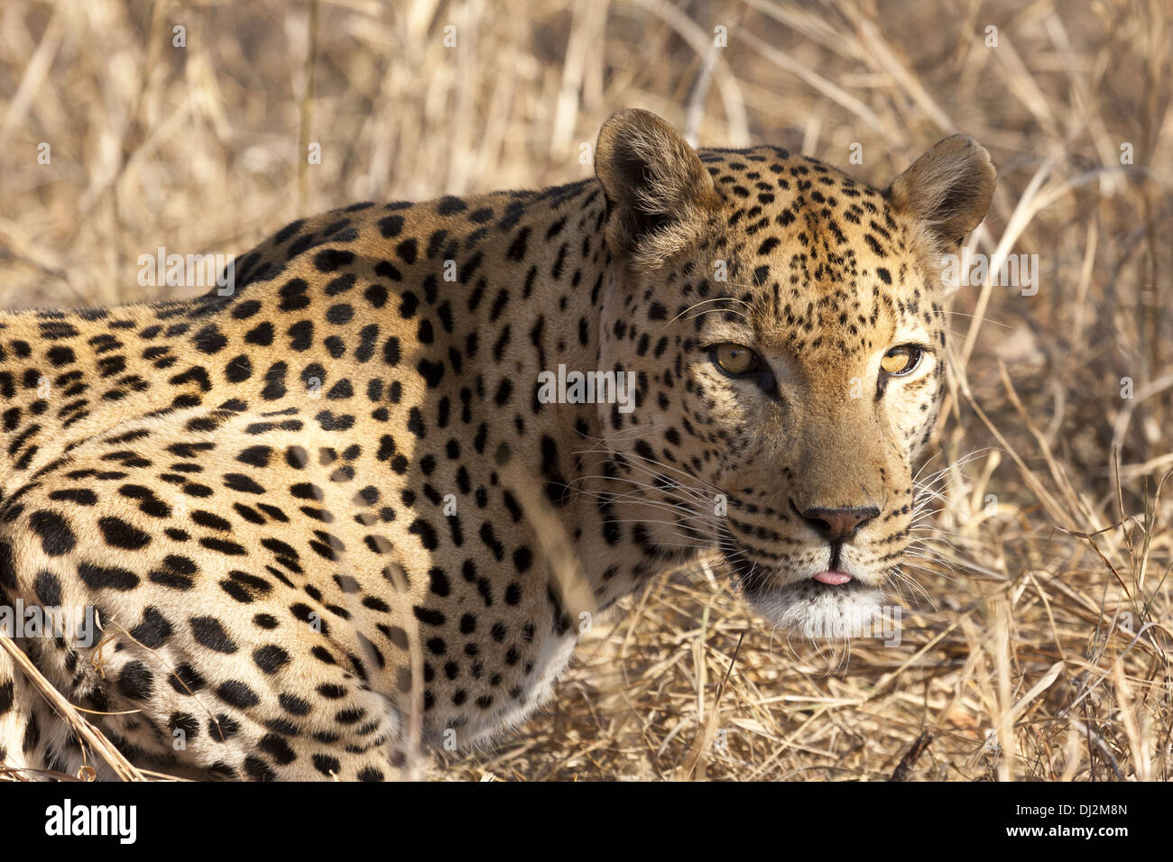 Leopard (Panthera pardus) in portrait Stock Photo - Alamy