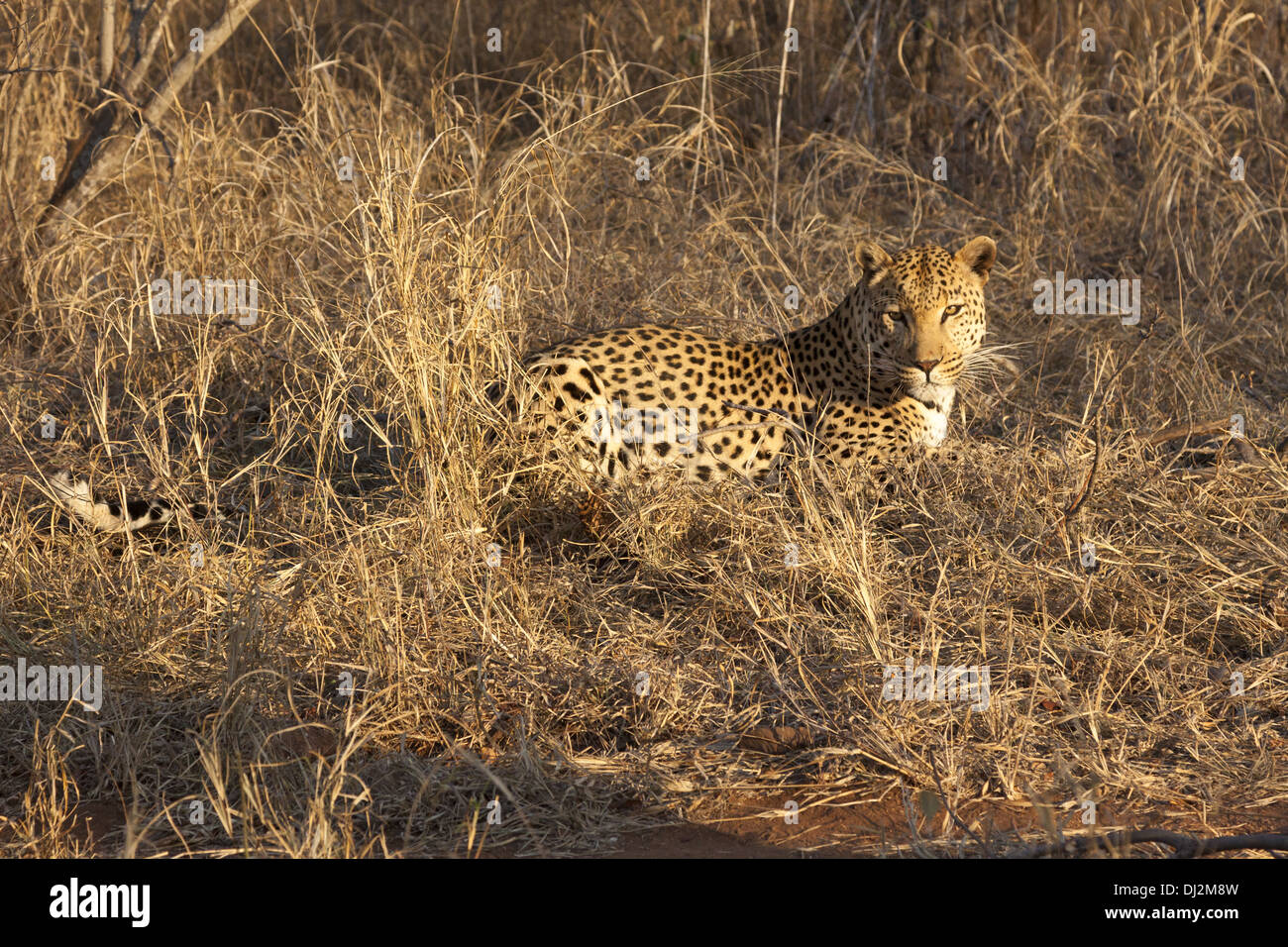 Leopard (Panthera pardus Stock Photo - Alamy