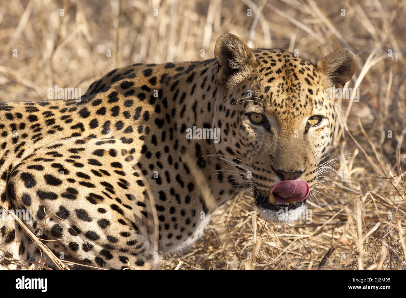 Leopard (Panthera pardus) in portrait Stock Photo - Alamy