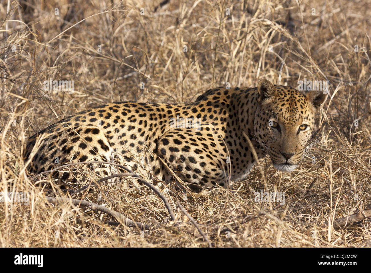 Leopard (Panthera pardus Stock Photo - Alamy