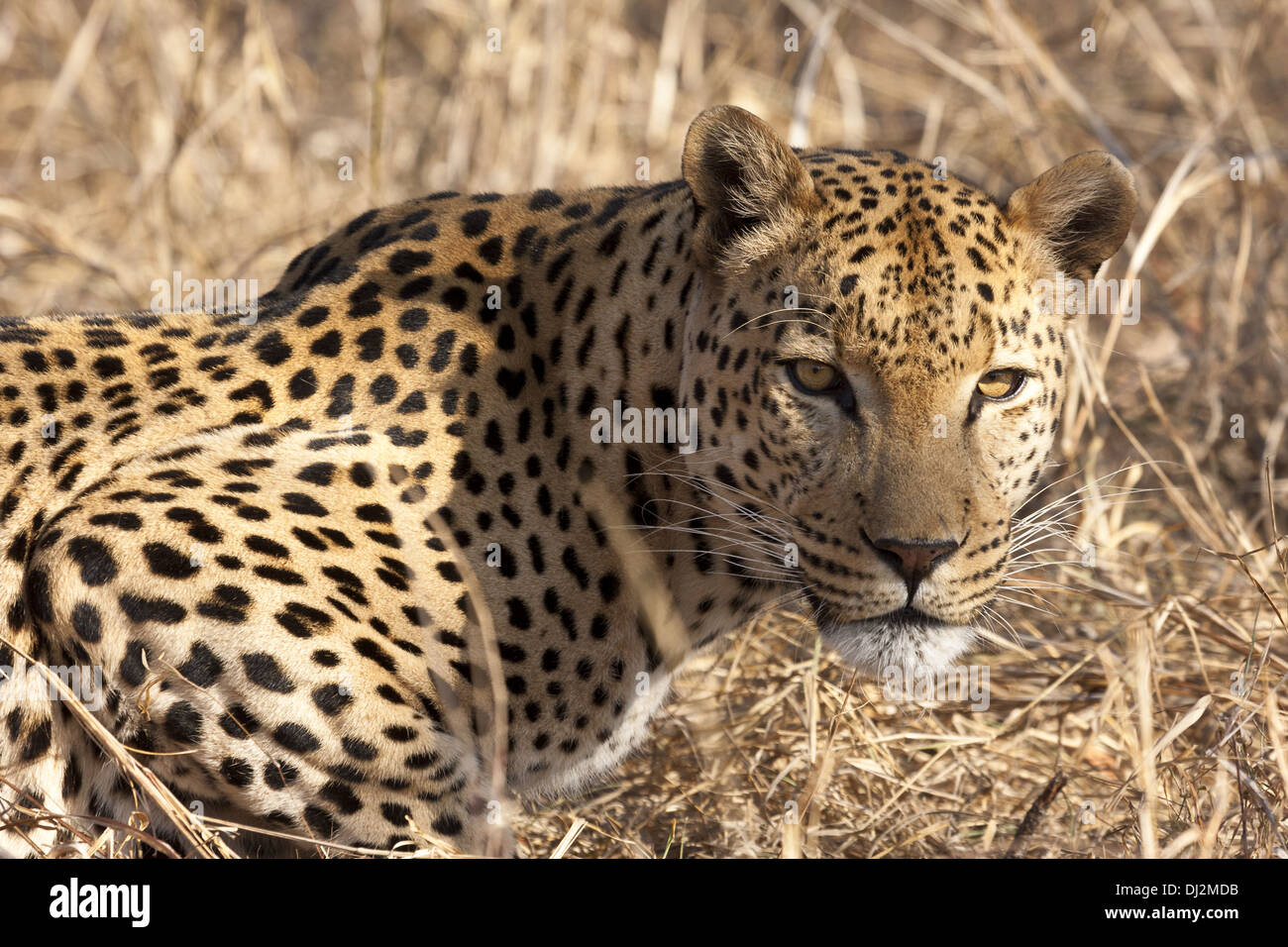 Leopard (Panthera pardus) in portrait Stock Photo - Alamy