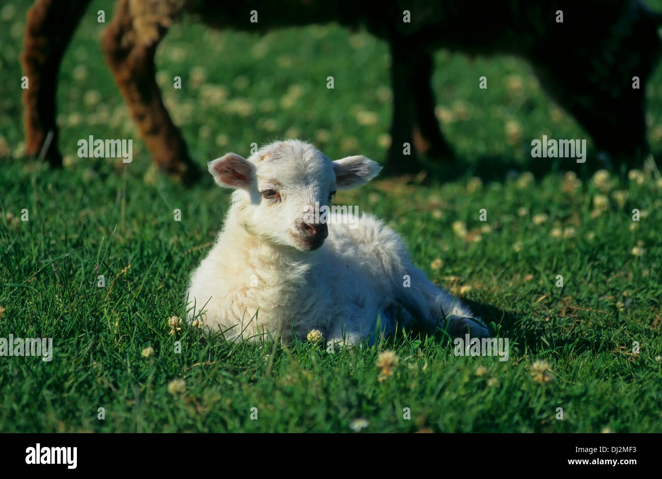 Domestic sheep hi-res stock photography and images - Alamy