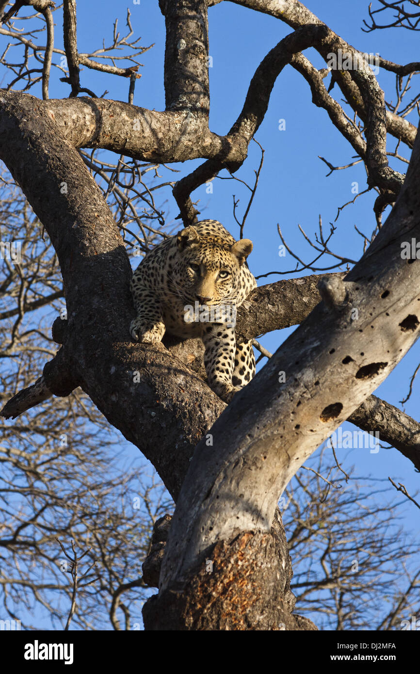 Leopard (Panthera pardus) in tree climbing around Stock Photo - Alamy