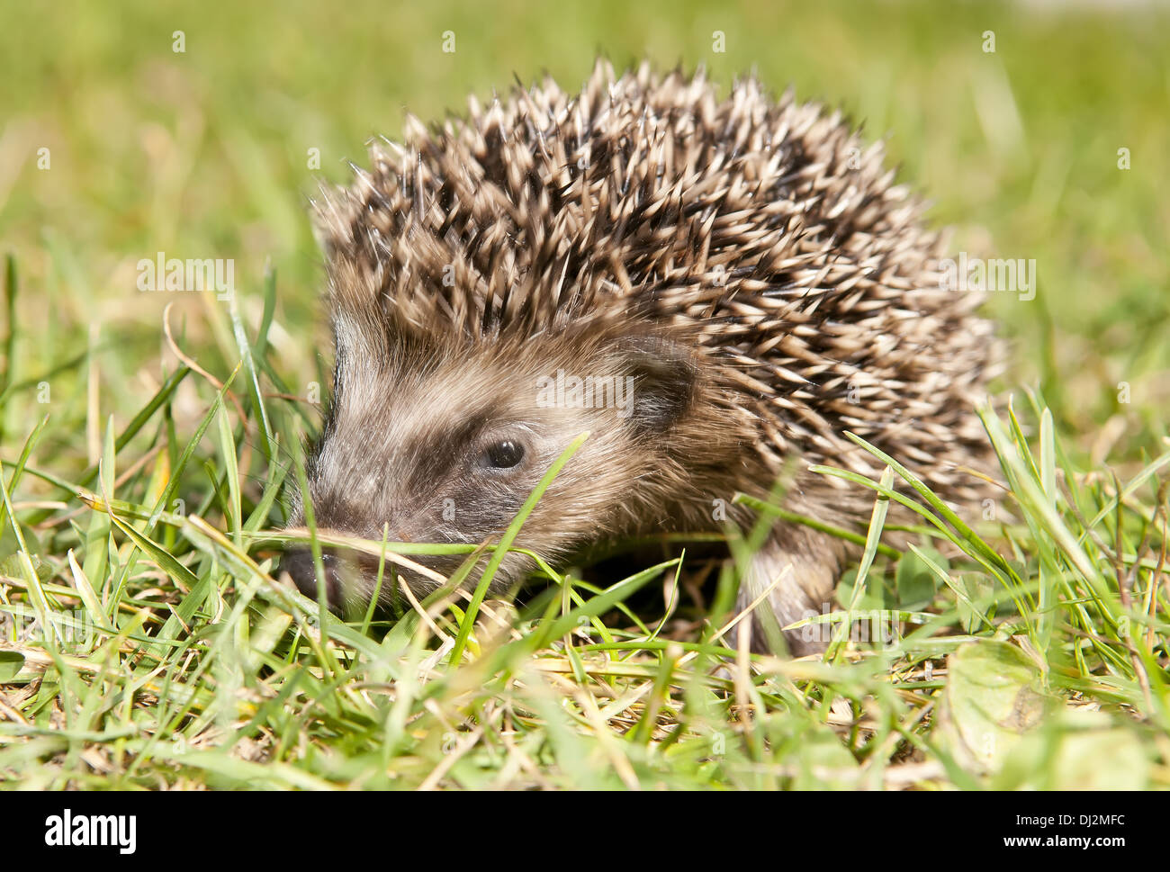 Hedgehog Cub High Resolution Stock Photography and Images - Alamy
