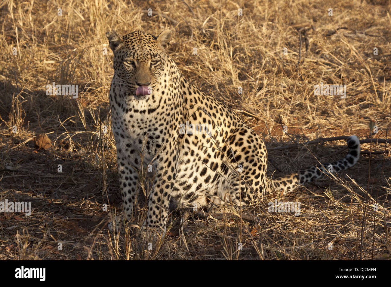 Leopard (Panthera pardus Stock Photo - Alamy
