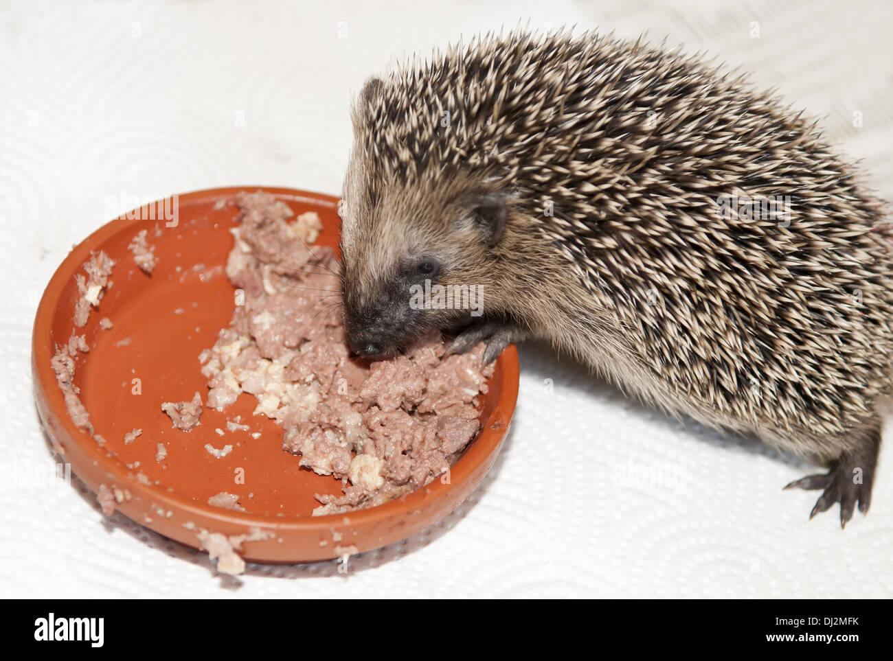 young hedgehog eats Stock Photo - Alamy