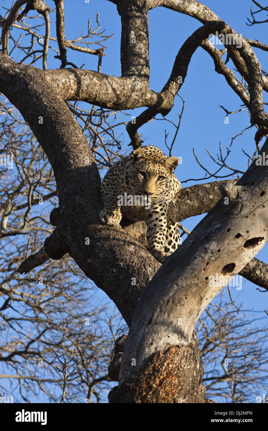 Leopard (Panthera pardus) in tree climbing around Stock Photo - Alamy