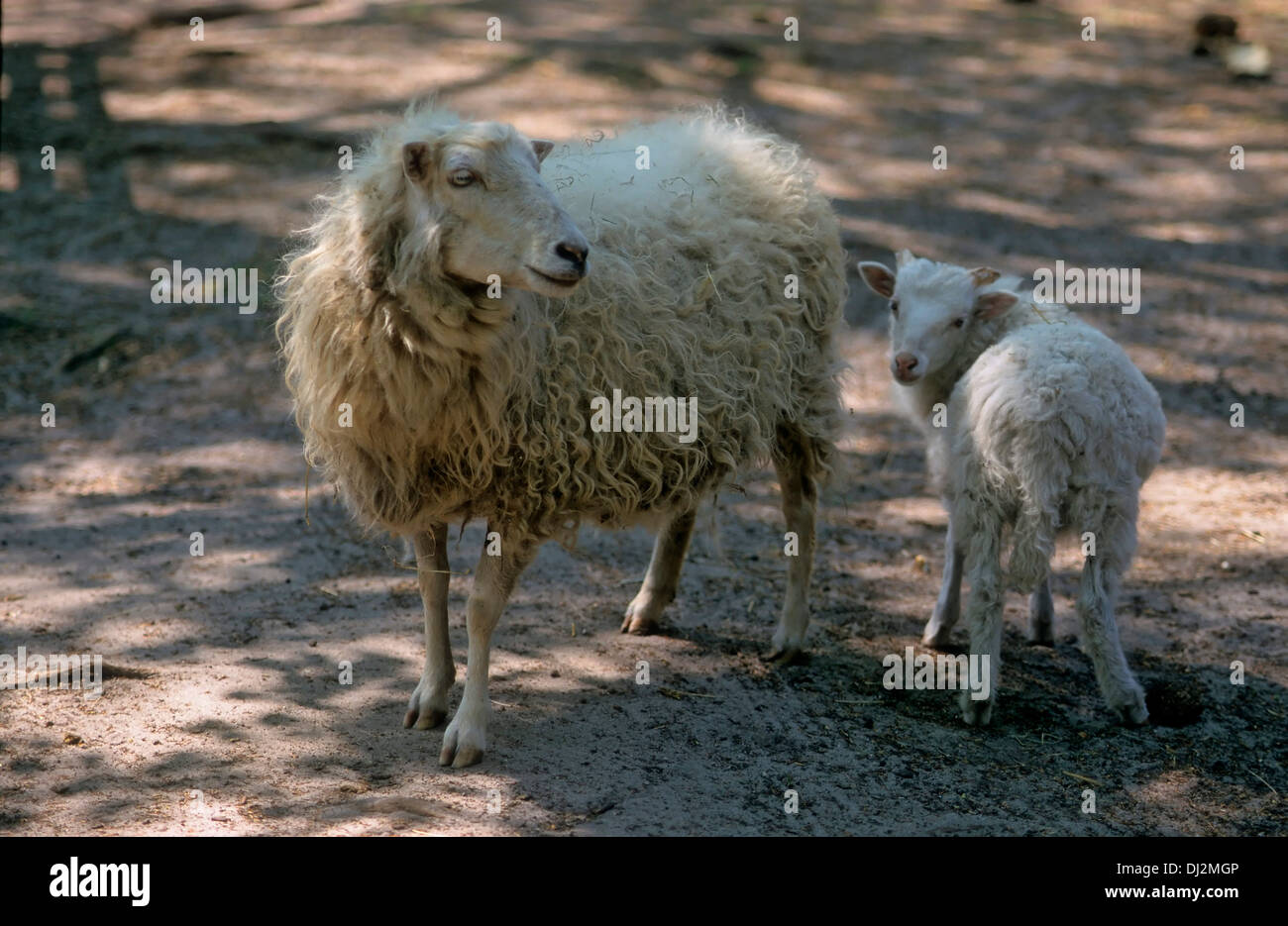Skudde schaf hi-res stock photography and images - Alamy