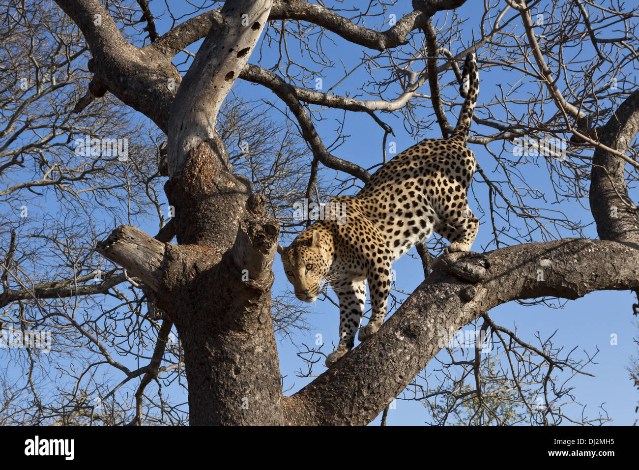Leopard climbing tree hi-res stock photography and images - Alamy
