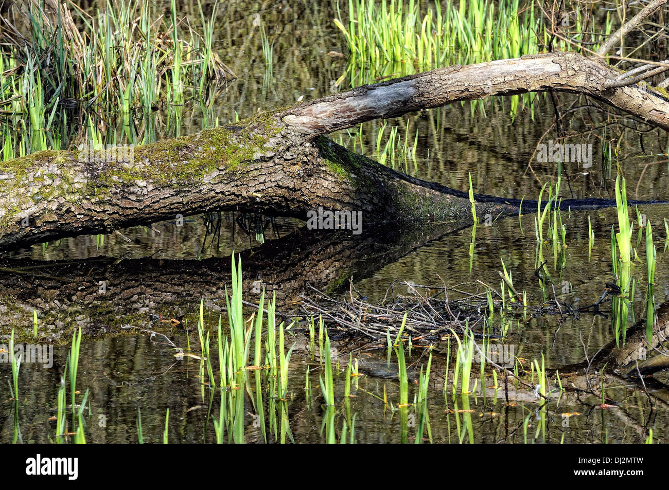 Moist nature hi-res stock photography and images - Alamy