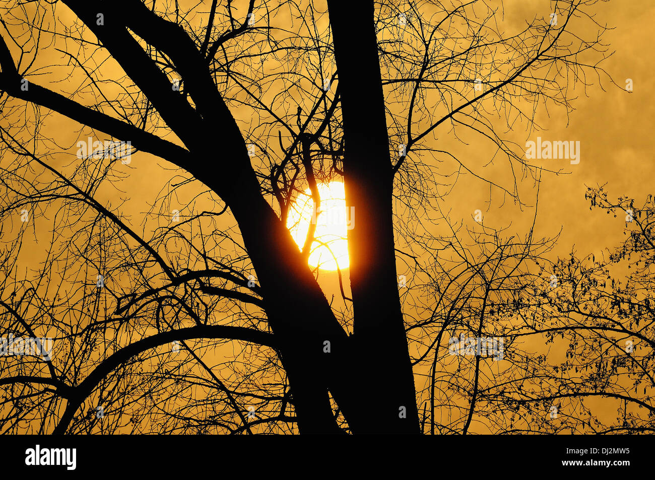 Sun between the tree trunks Stock Photo - Alamy