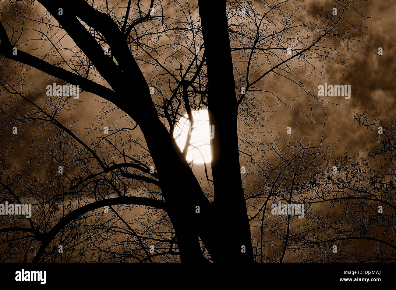 Sun between the tree trunks Stock Photo - Alamy