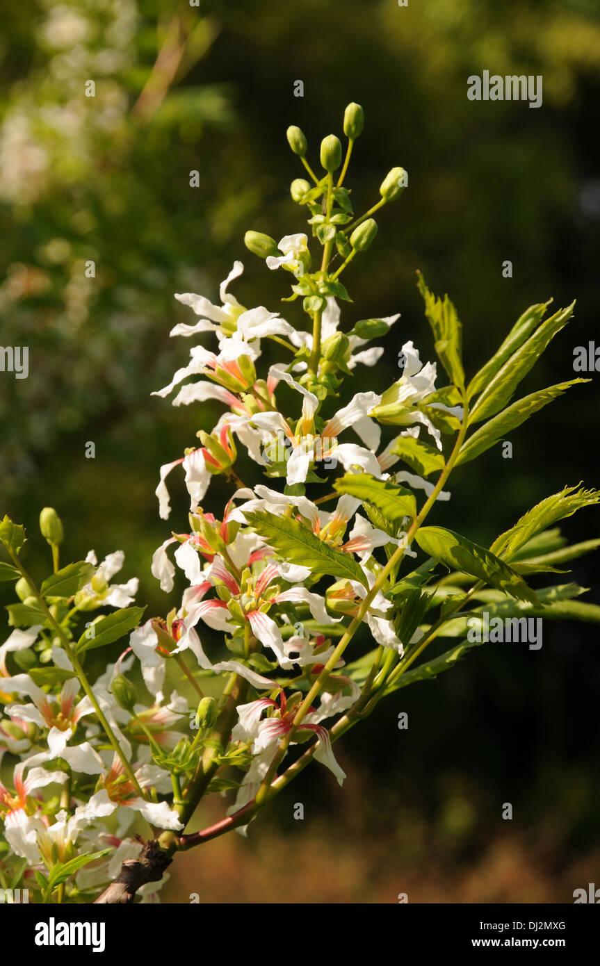 Xanthoceras hi-res stock photography and images - Alamy